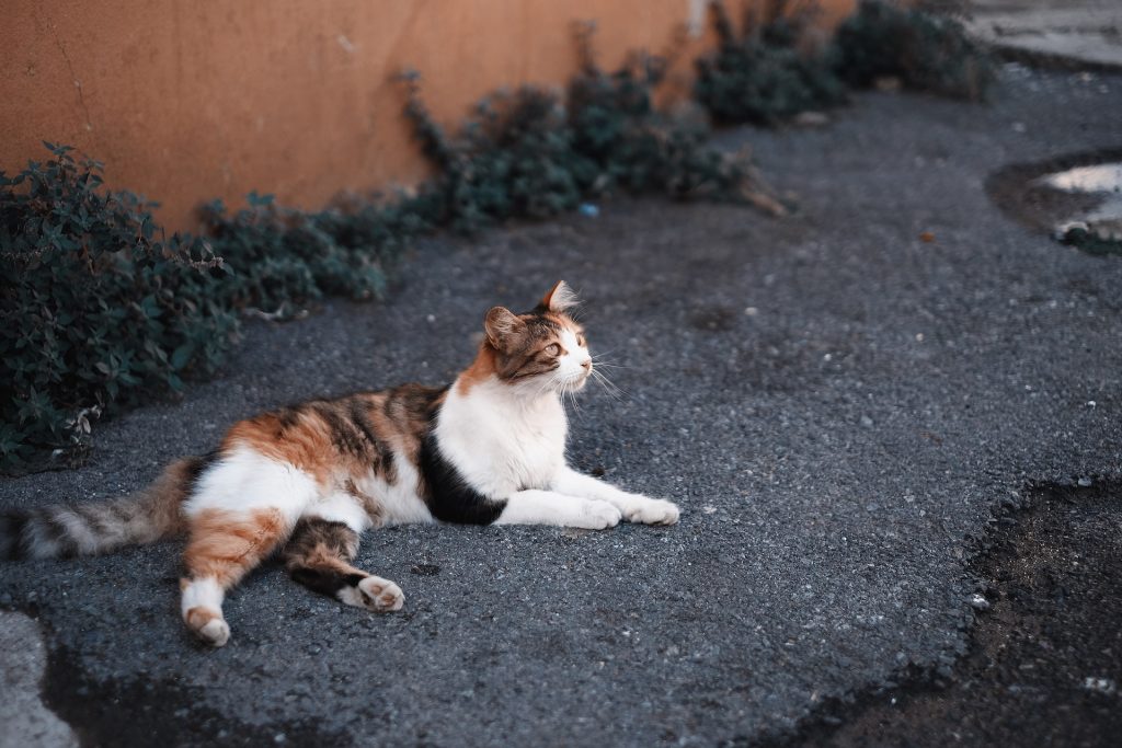 How to Tell If Your Cat Needs Glands Expressed | Hero Pets